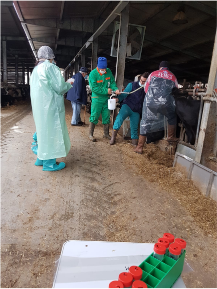 Prelievo del liquido ruminale – Milk-Bioactincaps